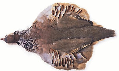 Bird Skins - Supreme quality bird skins for fly tying – Nordic Anglers