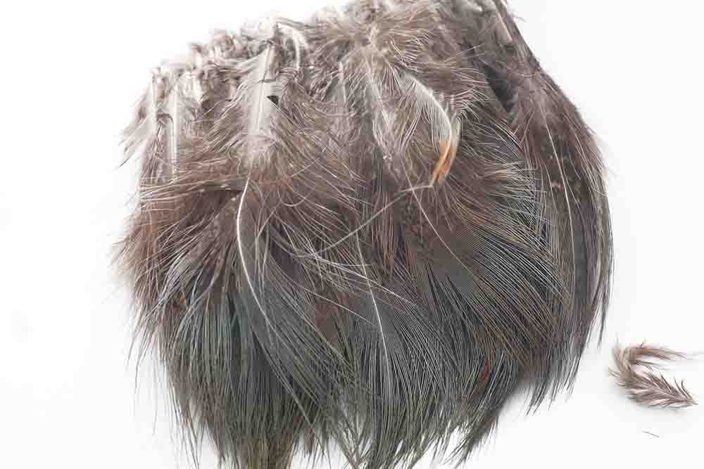 Ring Neck are truly beautiful feathers that provide stunning hackles ...