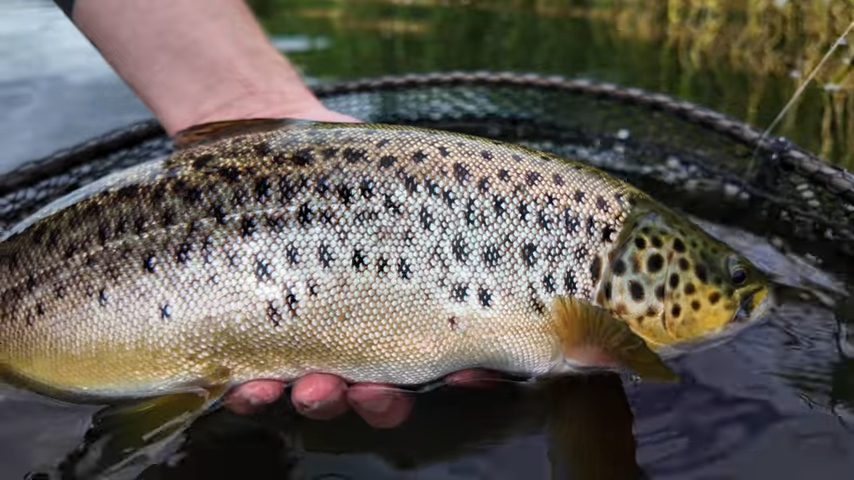 Blink til Fjorden - Efterår